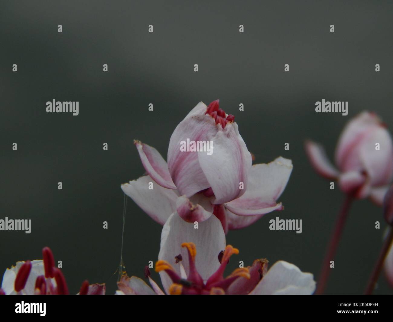 Butomaceae hi-res stock photography and images - Alamy