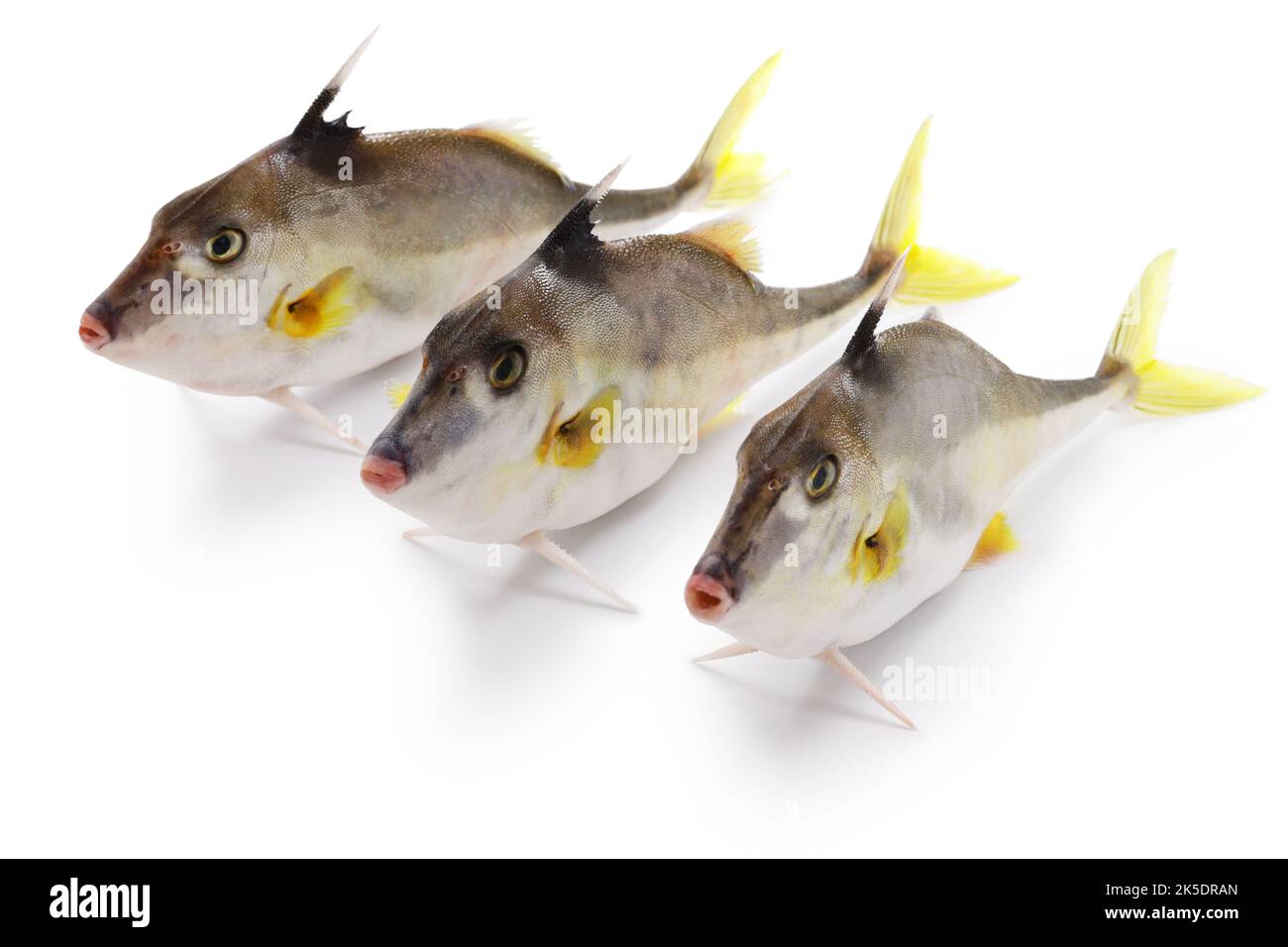 short-nose tripod fish, silver horse-fish, helicopter fish, gimma ...