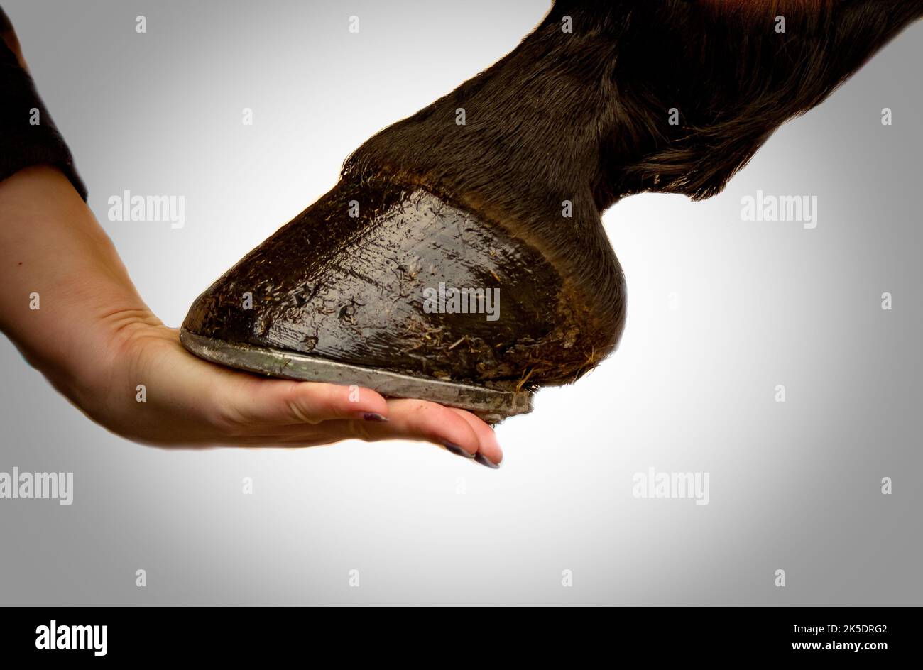 Horse Hooves For Humans at Ronald Hebert blog