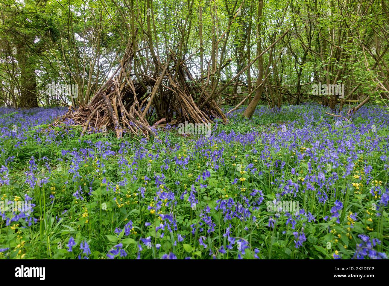 The violet glow of a bluebells on display at Hampage Wood near ...