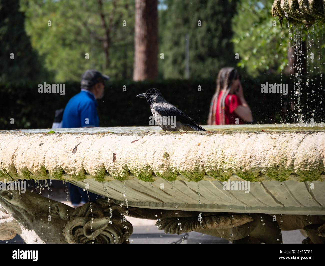 Hooded crow bath hi-res stock photography and images - Alamy
