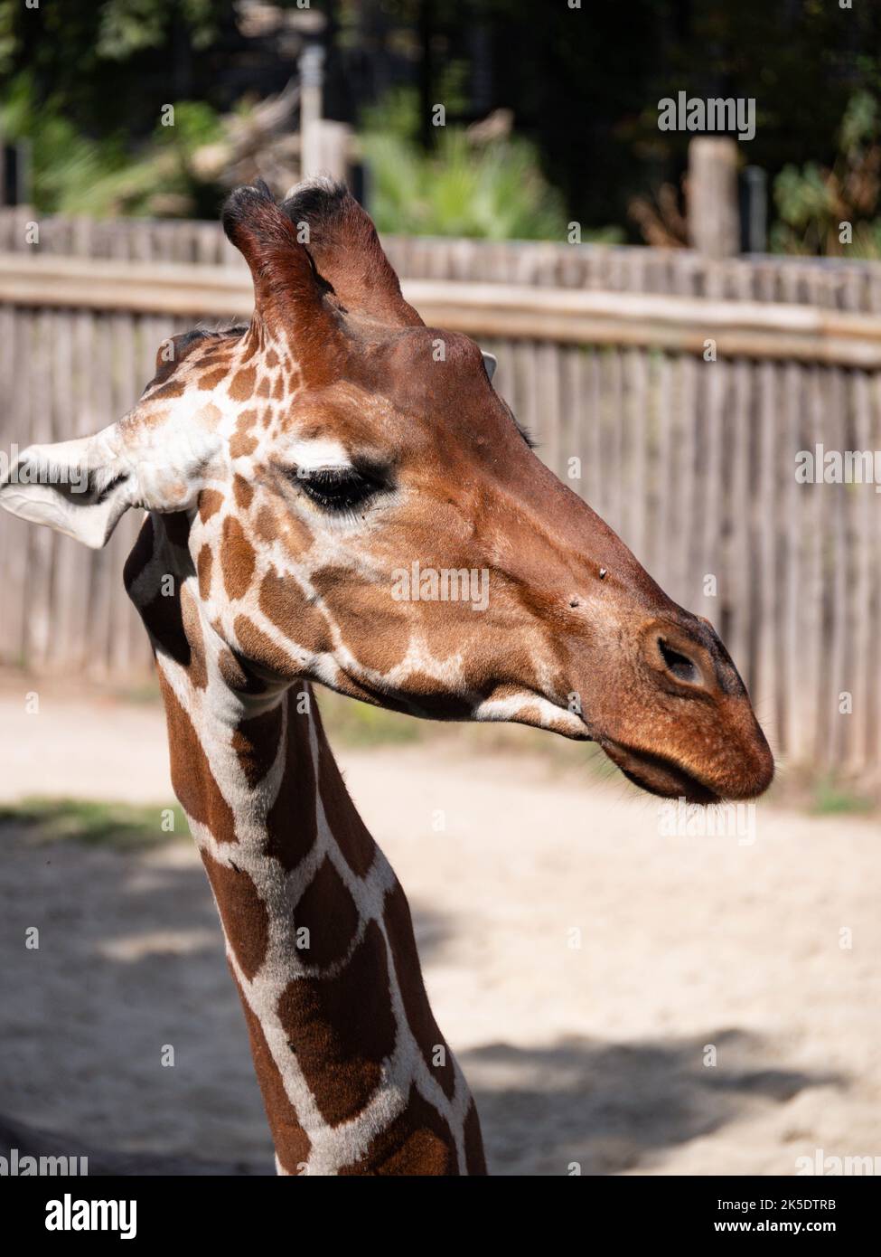Large hoofed african mammal hi-res stock photography and images - Alamy
