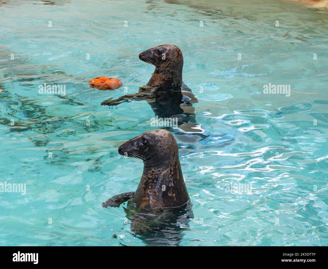 Seals in pool zoo hi-res stock photography and images - Alamy