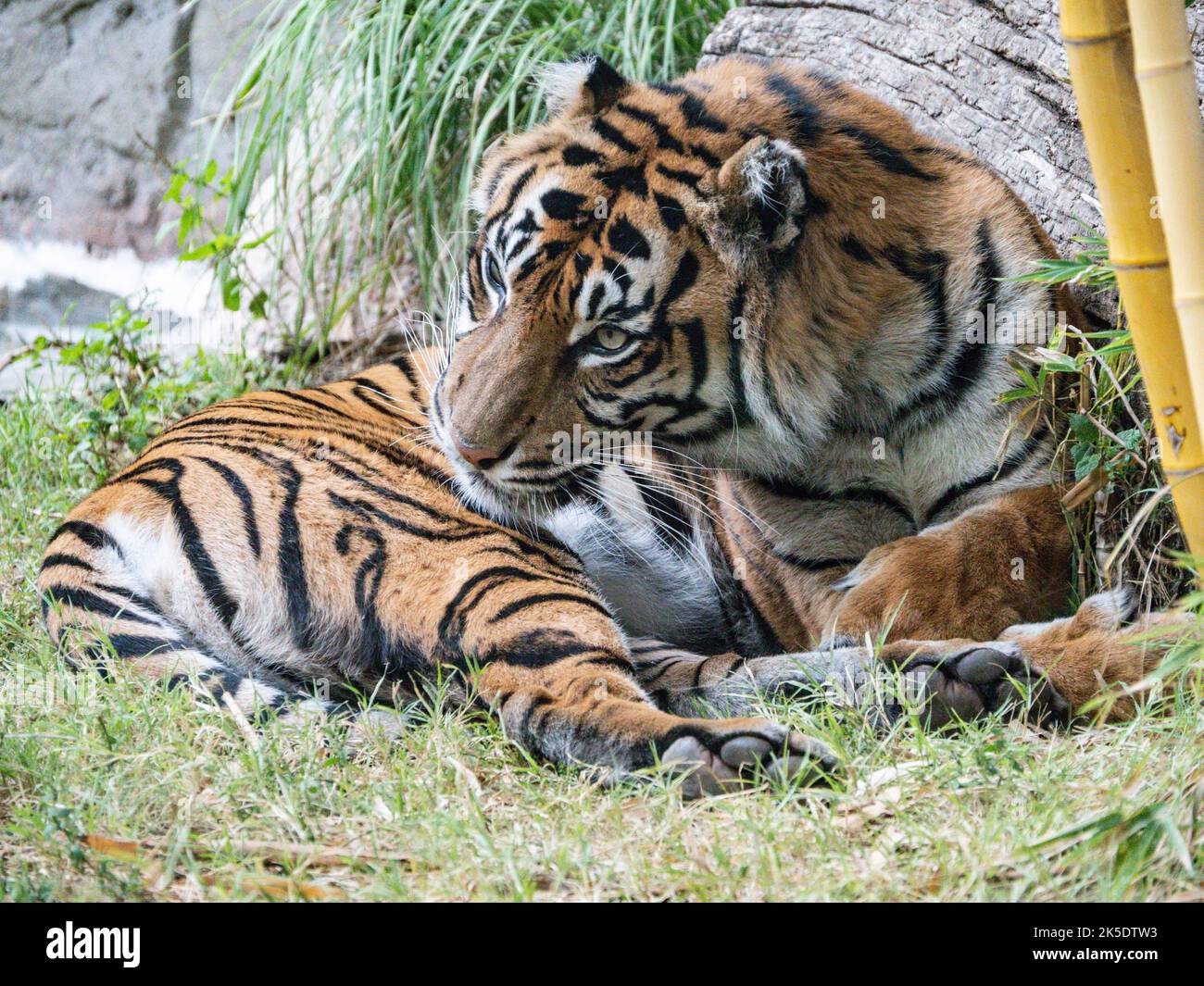 Genus borghese hi-res stock photography and images - Alamy