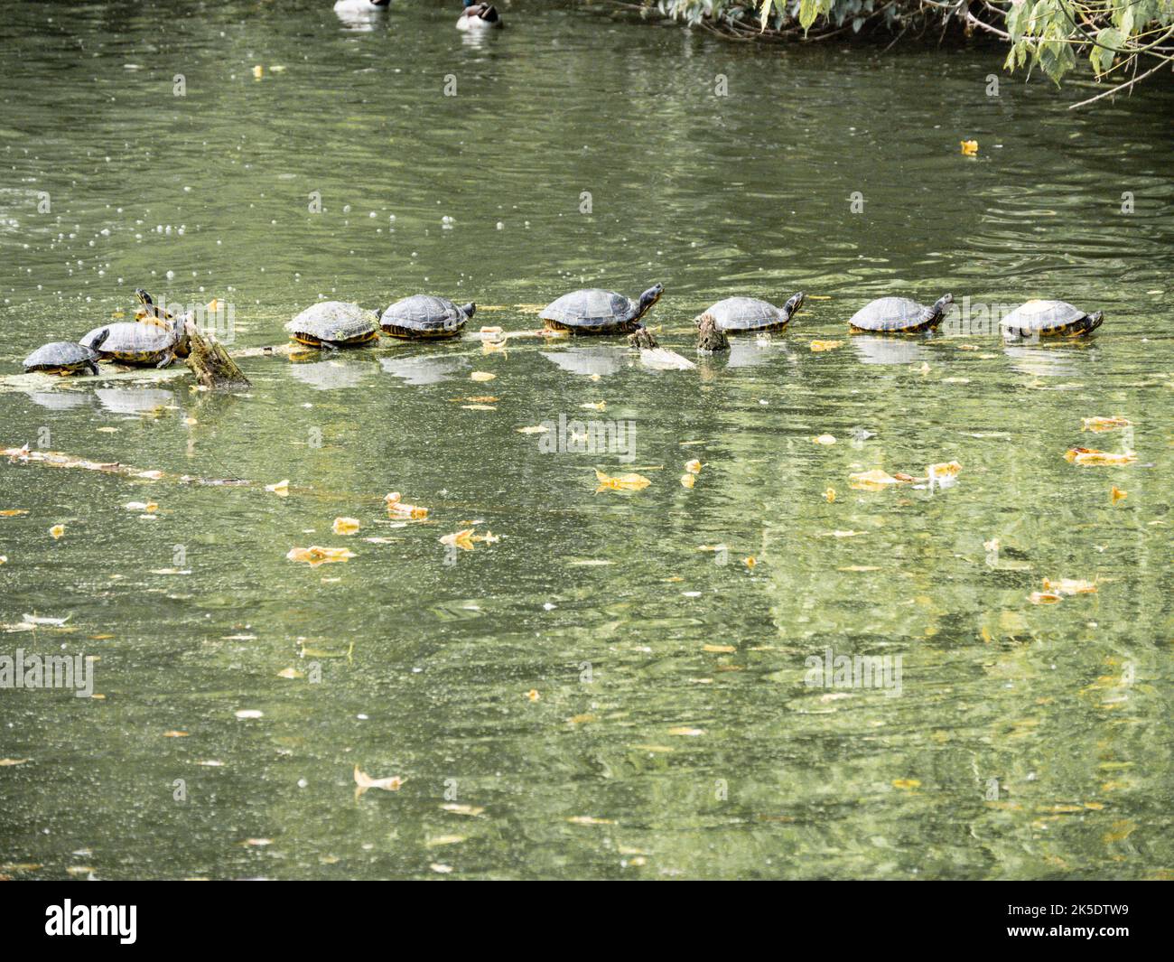 A Line of Terrapins Stock Photo - Alamy