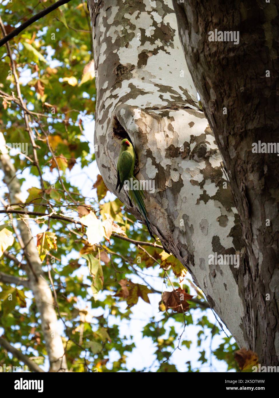 Parakeet on a Eucalyptus tree Stock Photo - Alamy