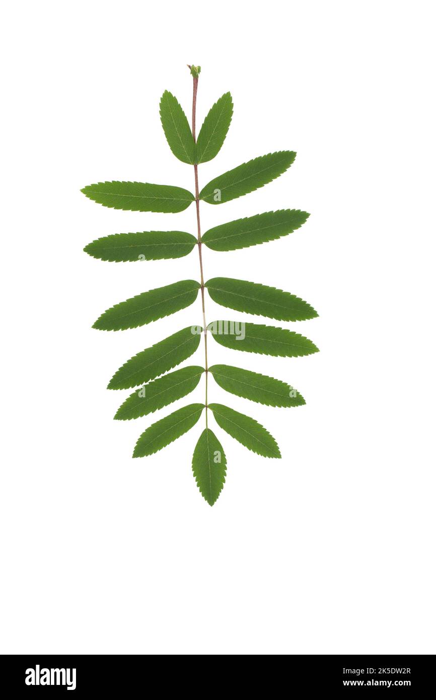 green leaf of rowan plant isolated on white background. top view Stock ...
