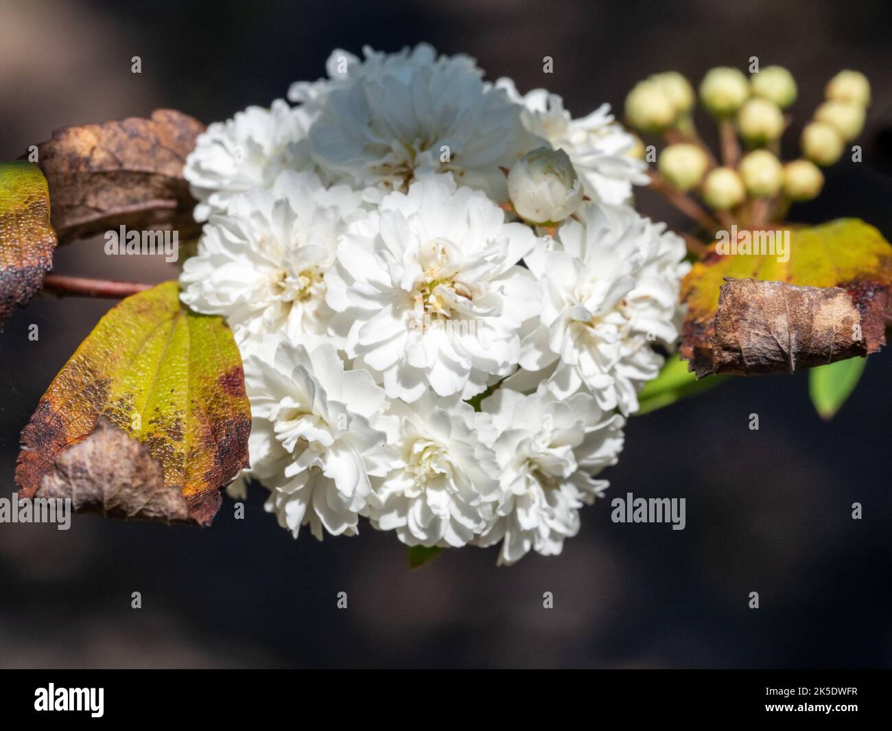 Flower, Closeup of a cluster of tiny white May Bush flowers in sunlight ...