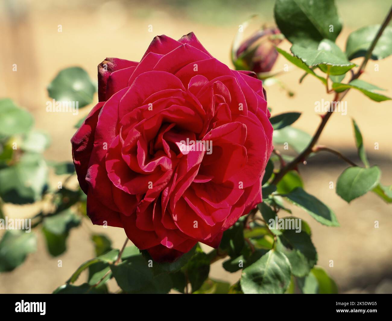 Romantic Flowers, A beautiful red rose in full bloom, Australian ...