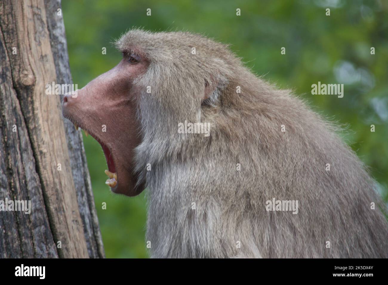 A closeup portrait shot of a yawning Hamadryas Baboon animal Stock ...