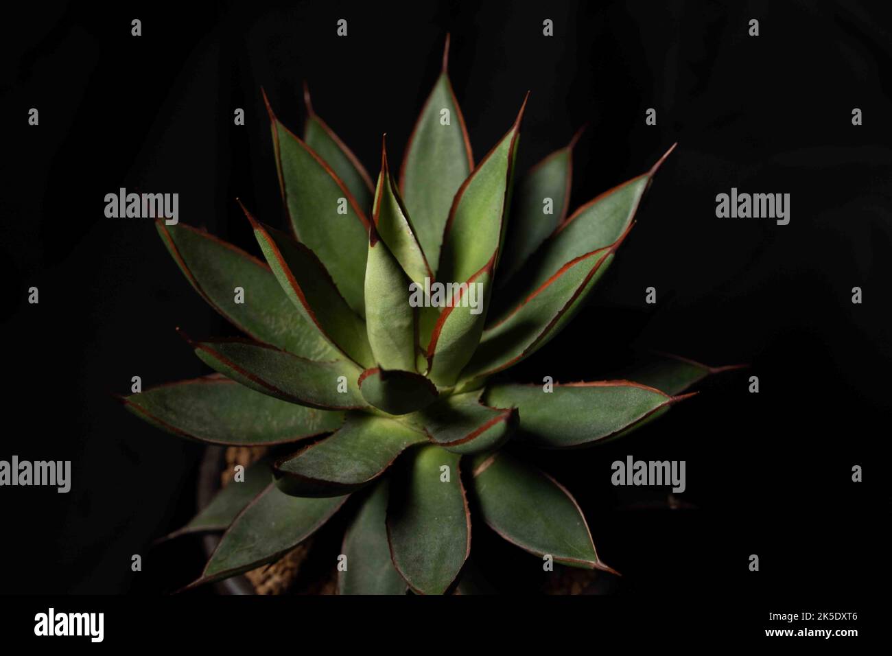 A closeup of Agave chiapensis plant in a pot with a black background ...