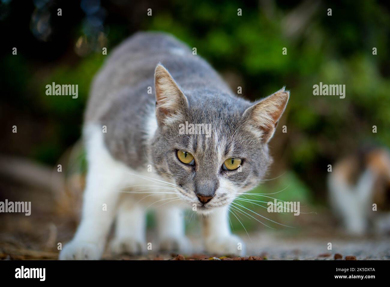 Ceylon cat pet hi-res stock photography and images - Alamy