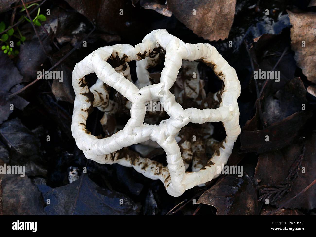 Saprobicespecies hi-res stock photography and images - Alamy