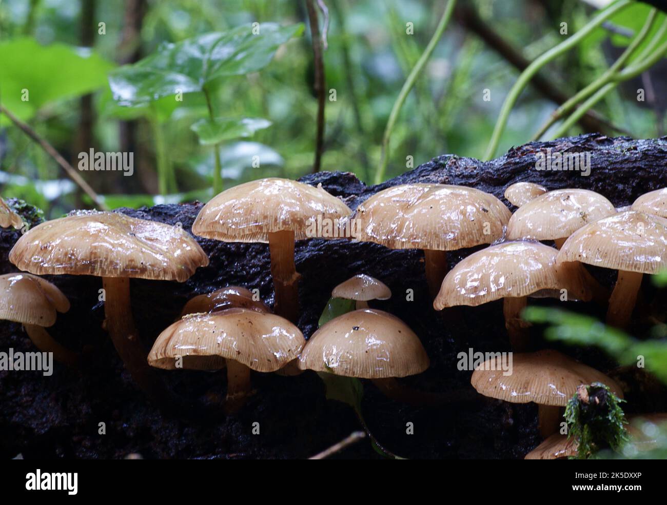 Armillaria novae-zelandiae is a species of mushroom-forming fungus in ...