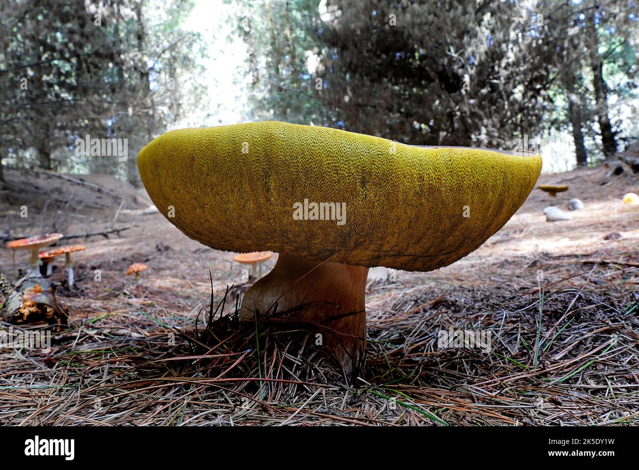 Spongy stem hi-res stock photography and images - Alamy