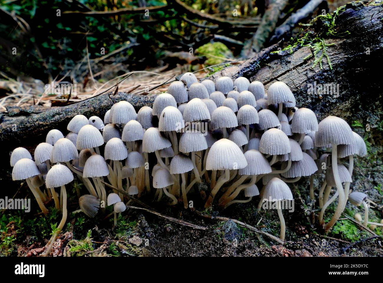 Coprinus Disseminatus