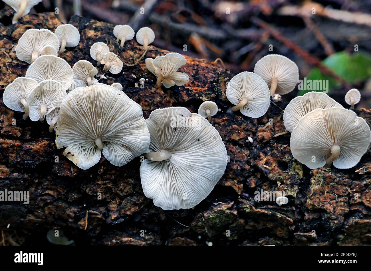 Smooth surface hymenium hi-res stock photography and images - Alamy