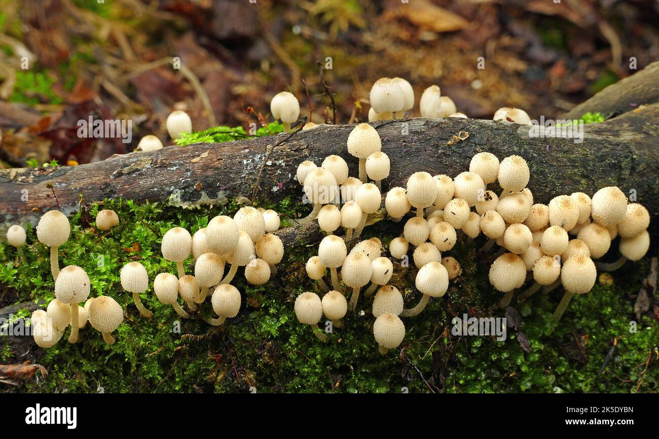 Coprinellus disseminatus (formerly Coprinus disseminatus; commonly ...