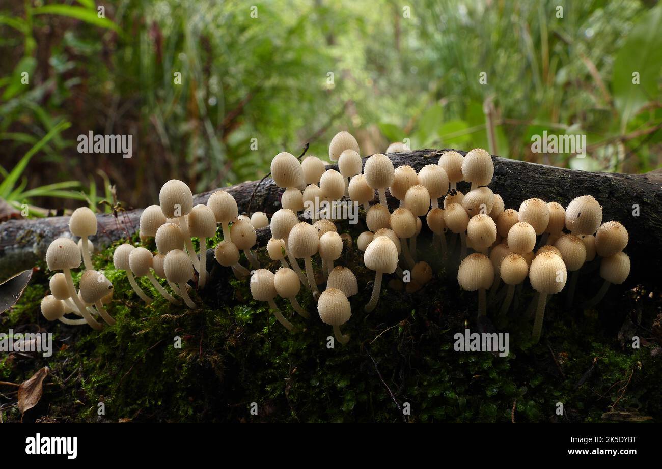 Coprinellus disseminatus (formerly Coprinus disseminatus; commonly ...
