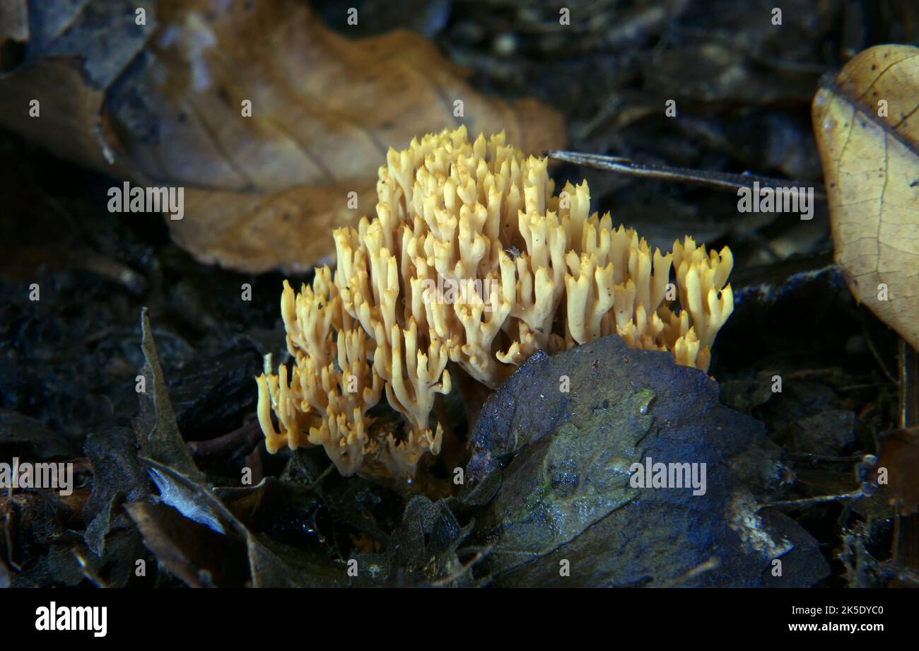 Changle mushroom hi-res stock photography and images - Alamy
