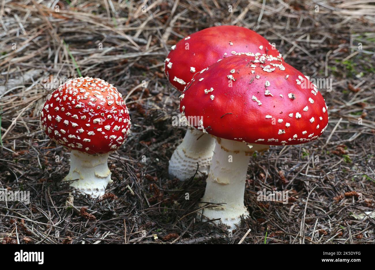 Amanita muscaria, commonly known as the fly agaric or fly amanita, is a ...