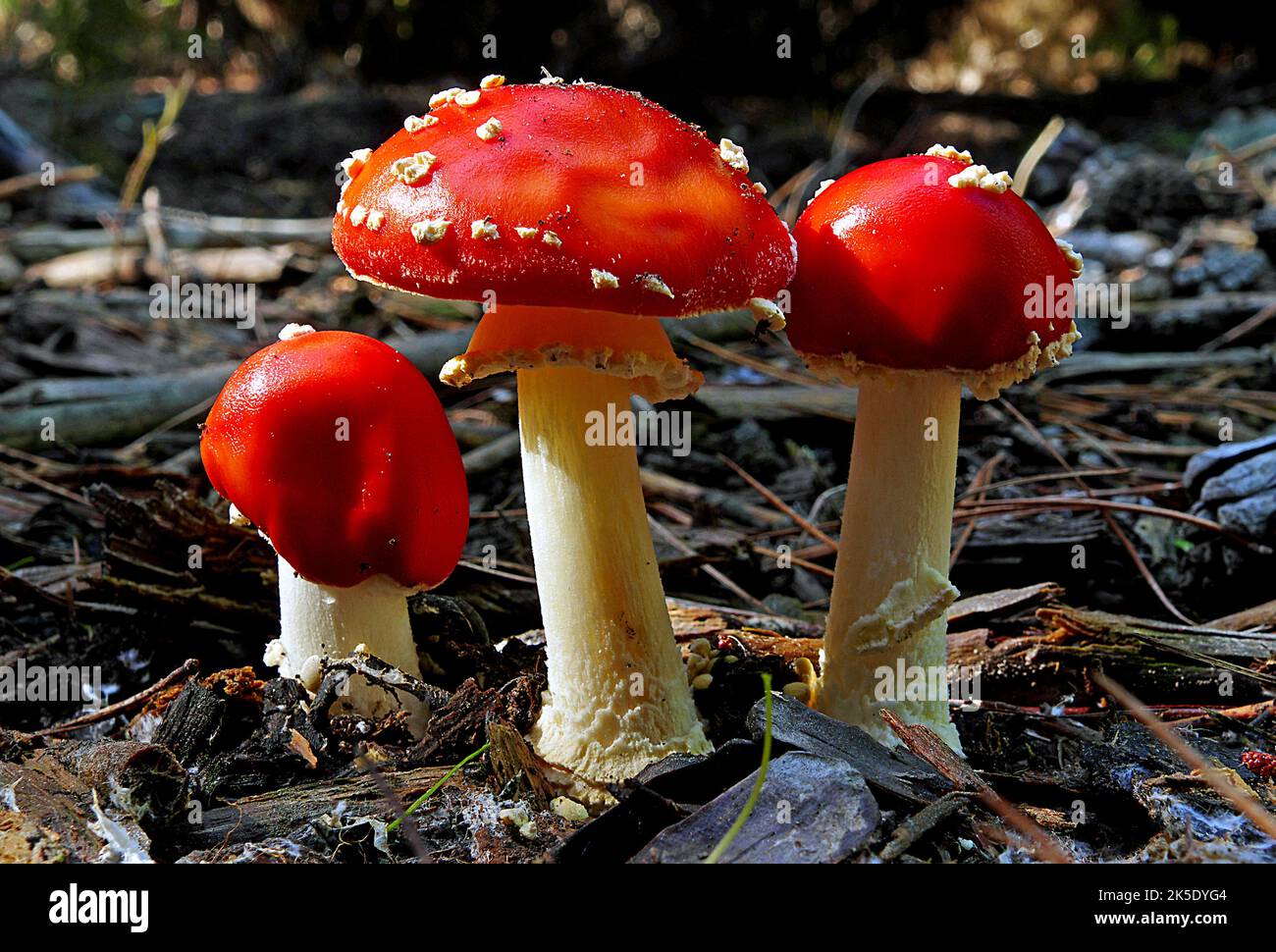 Amanita muscaria, commonly known as the fly agaric or fly amanita, is a ...