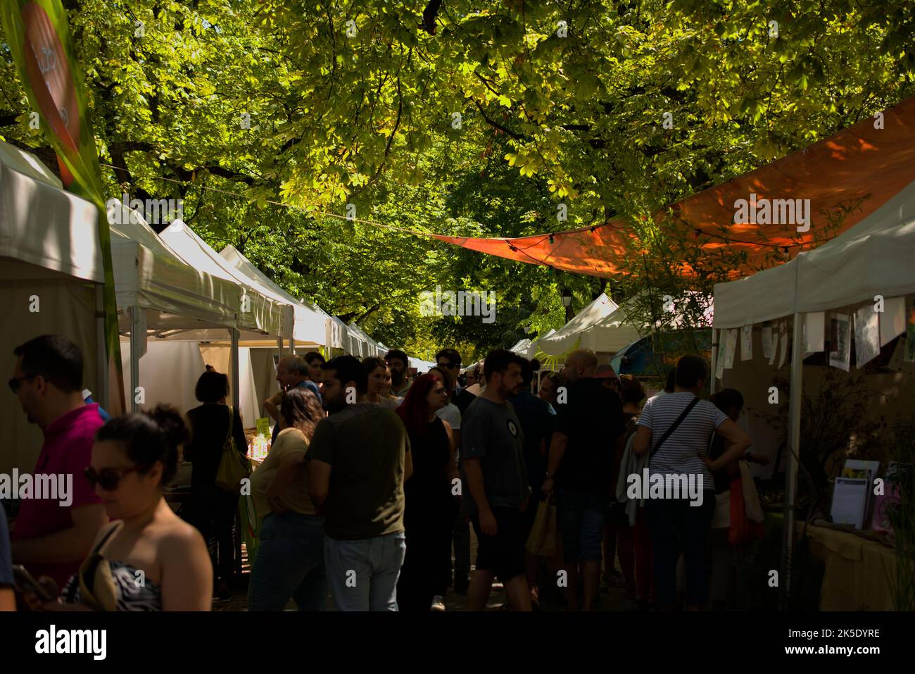 Trees giving shade to a street market in Geneva Stock Photo - Alamy