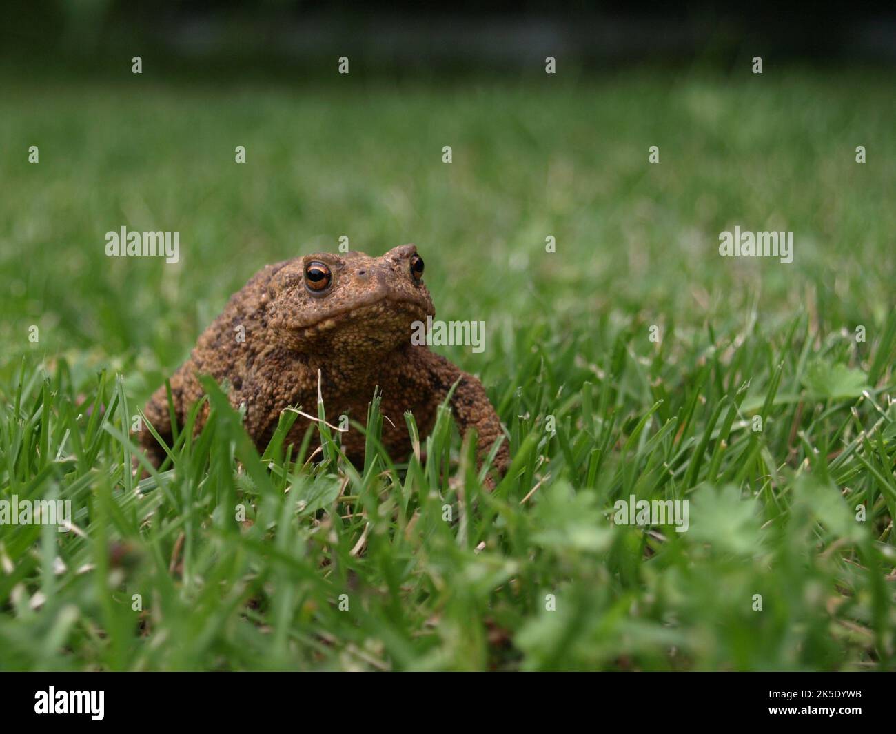 A common toad on a lawn, closeup shot Stock Photo - Alamy