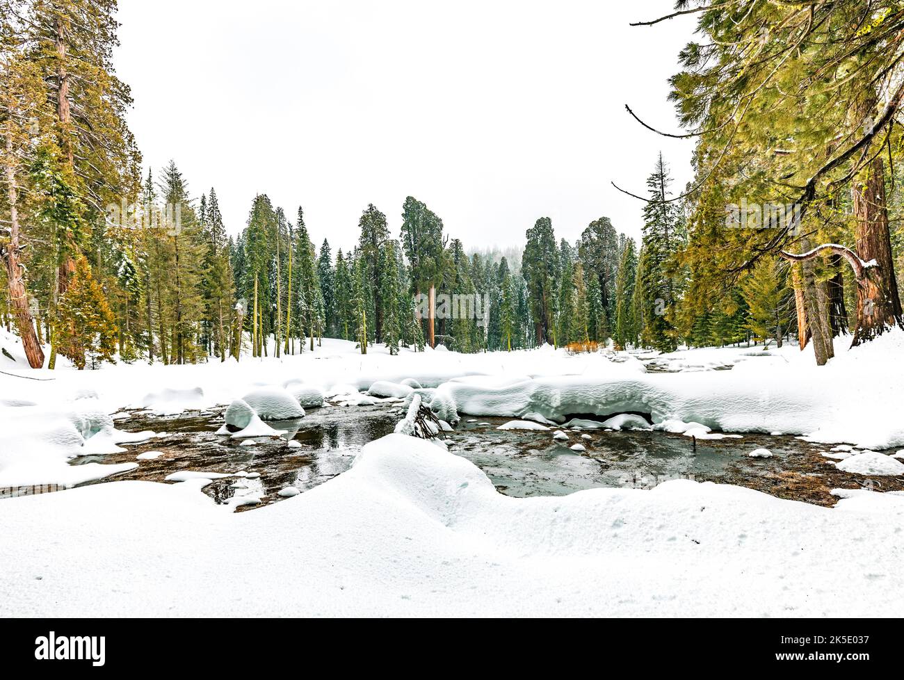 old big scenic sequoia trees in winter with lake in foreground Stock ...