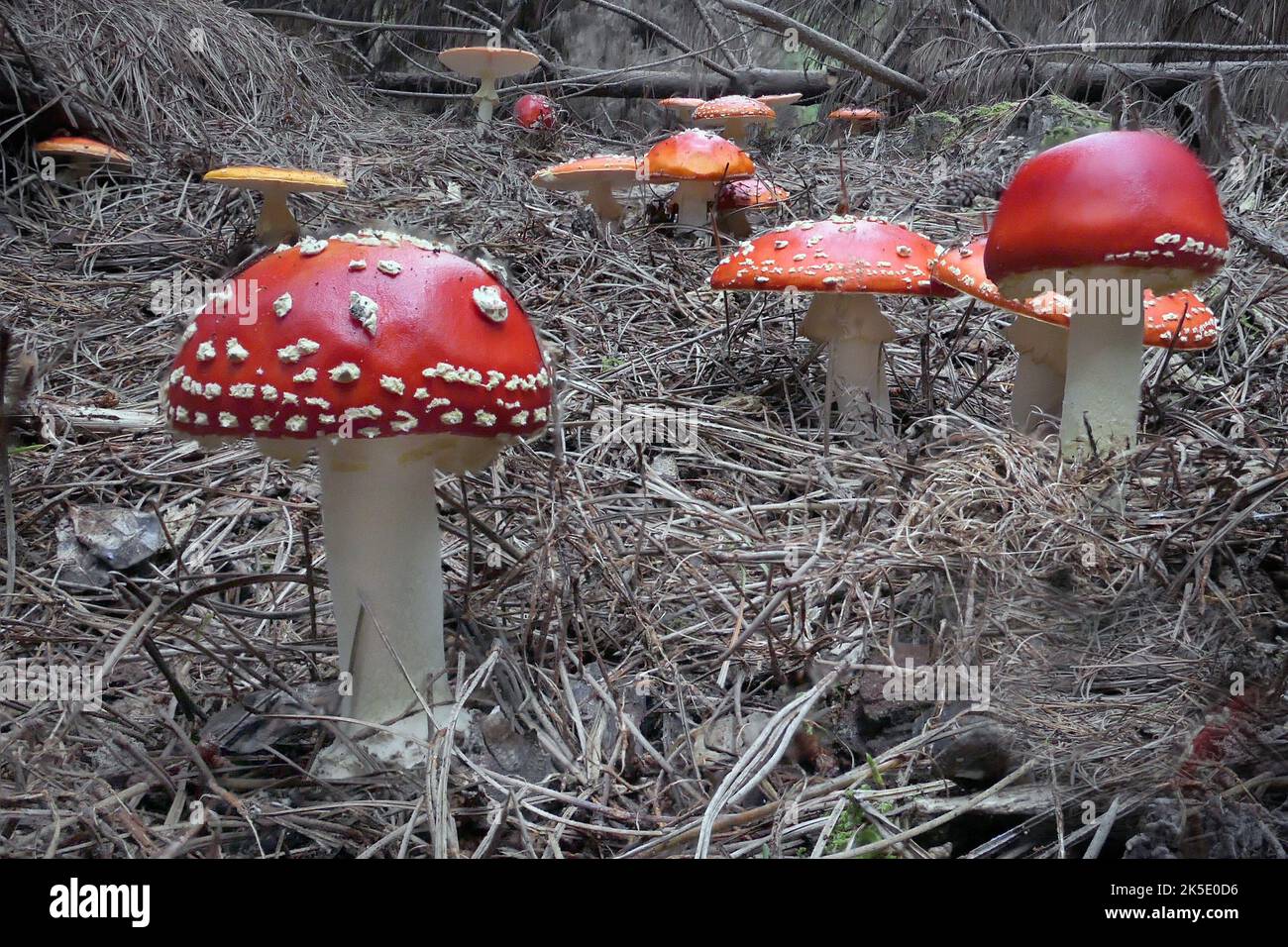 Amanita muscaria, commonly known as the fly agaric or fly amanita, is a ...