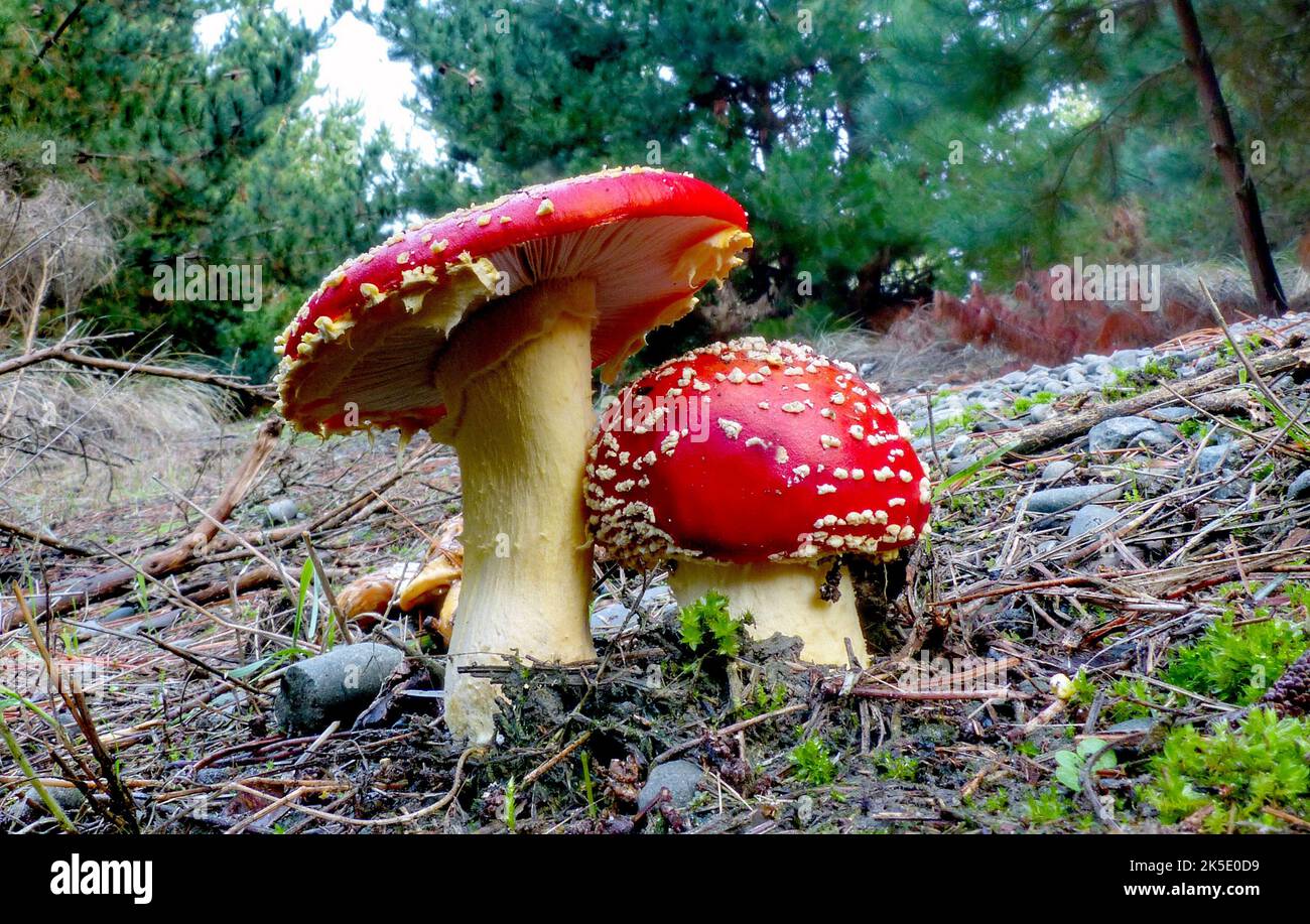 Amanita muscaria, commonly known as the fly agaric or fly amanita, is a ...