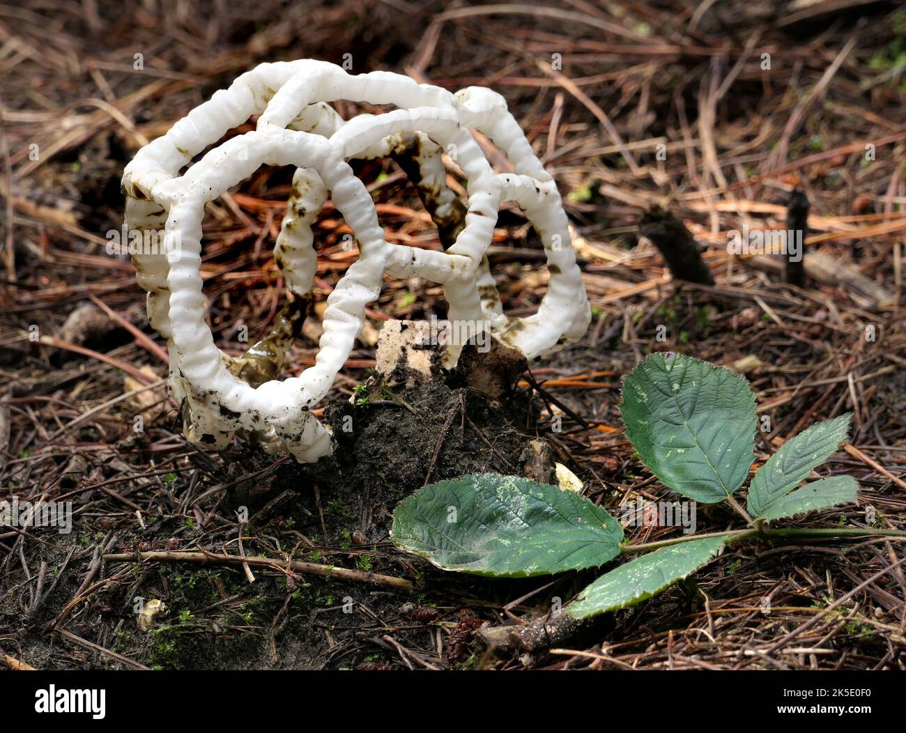 Ileodictyon cibarium is a saprobic species of fungus in the family ...