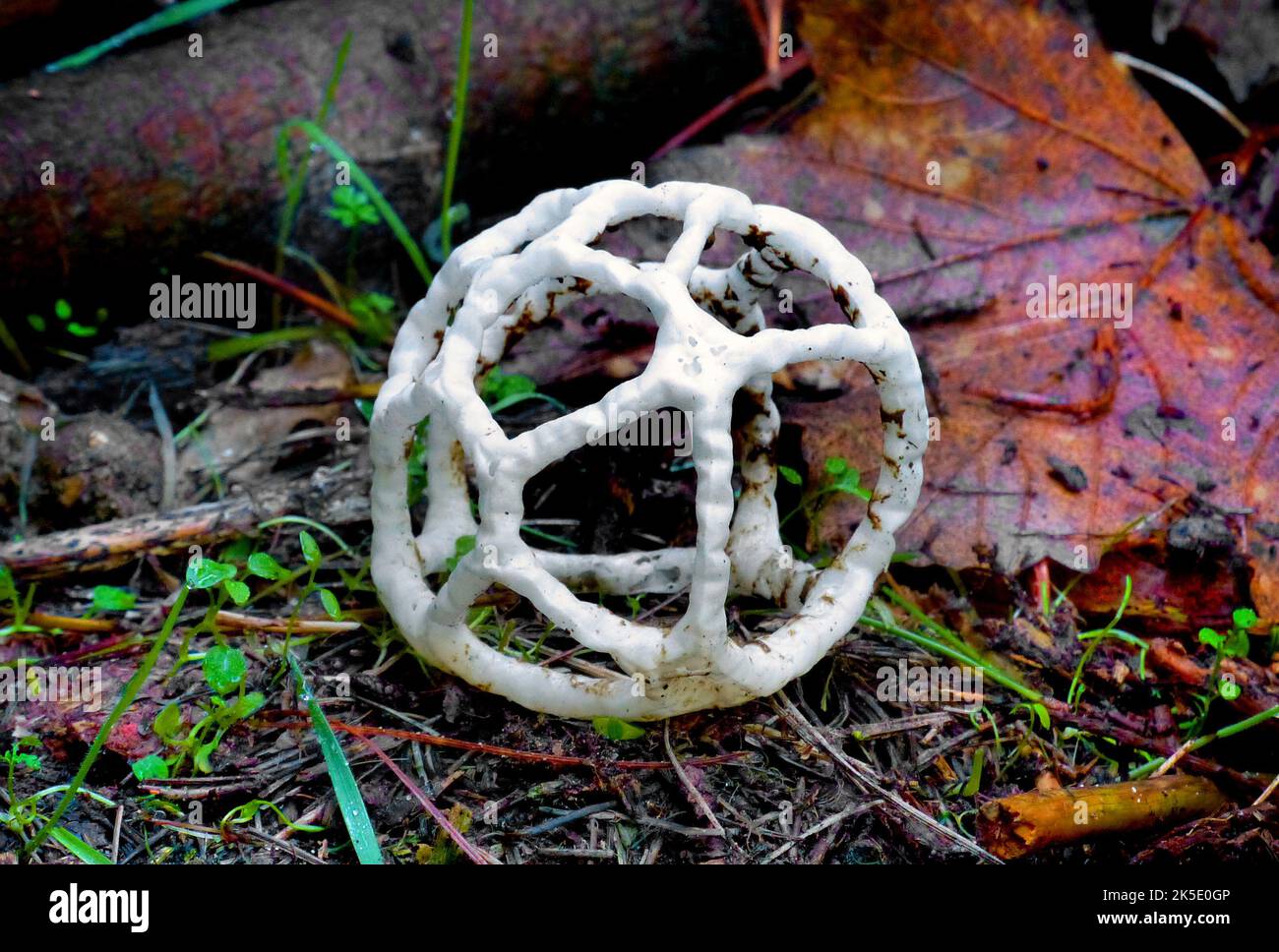 Saprobicespecies hi-res stock photography and images - Alamy