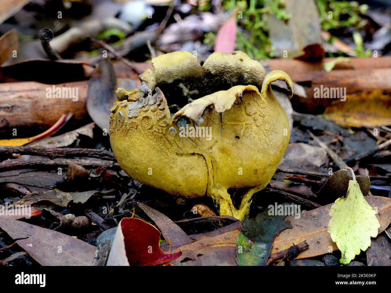 Ruptured puffball hi-res stock photography and images - Alamy