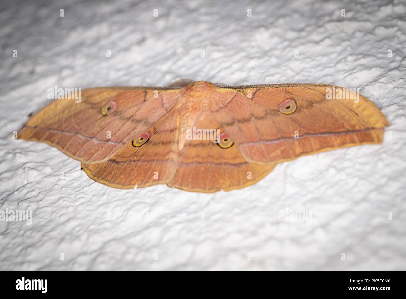 A top view of Antheraea yamamai cream silk on a white uneven background ...
