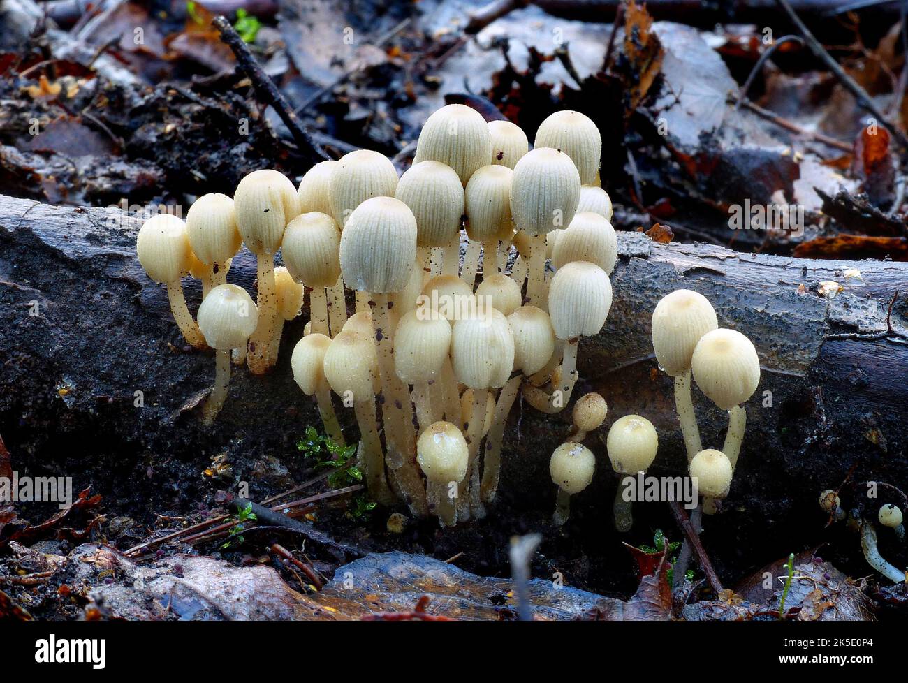 Coprinellus disseminatus (formerly Coprinus disseminatus; commonly ...