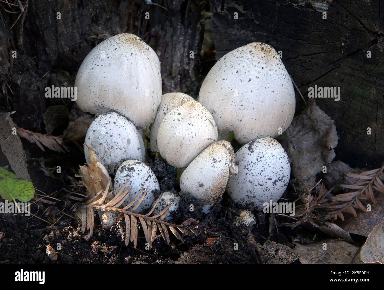 Mushroom spores microscope hi-res stock photography and images - Alamy