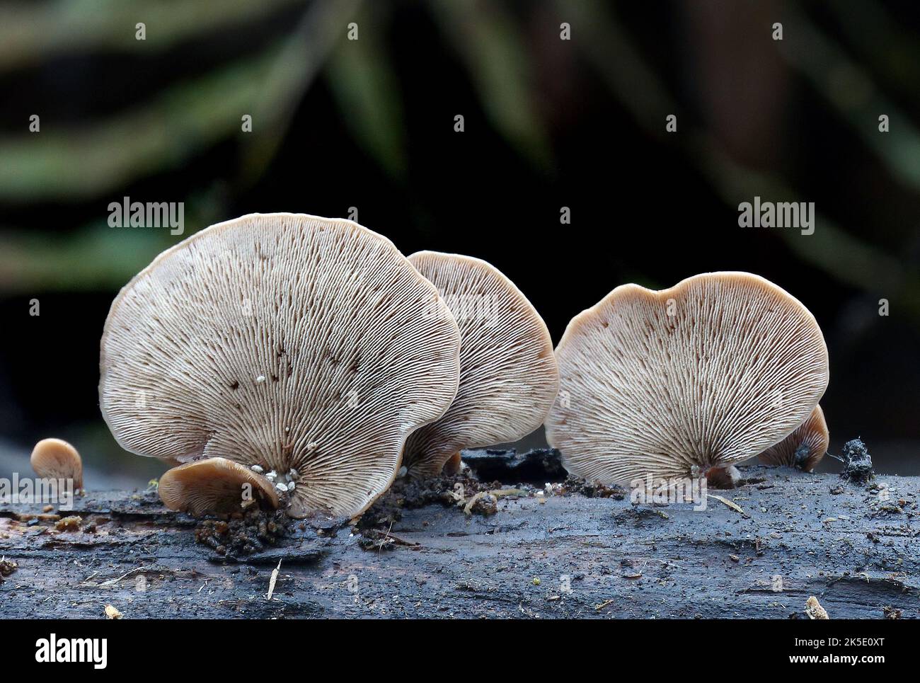 Crepidotus versutus, commonly known as the evasive agaric is a species ...