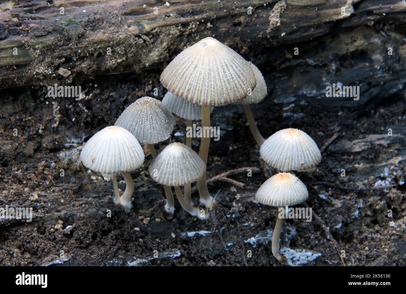Coprinellus disseminatus (formerly Coprinus disseminatus; commonly ...