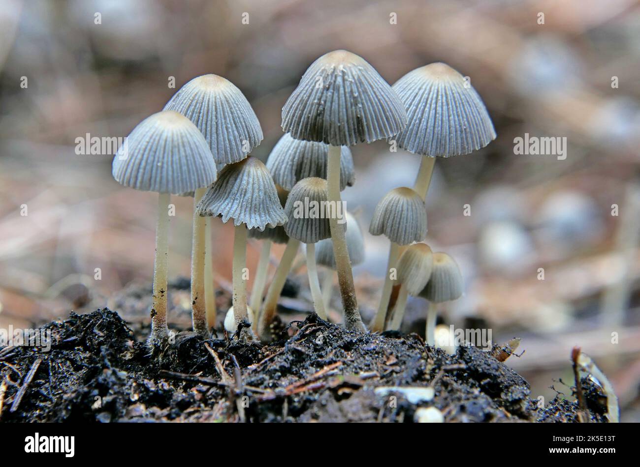 Fairy ink cap mushrooms coprinellus hi-res stock photography and images ...