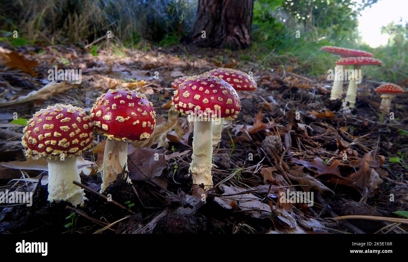 Amanita muscaria, commonly known as the fly agaric or fly amanita, is a ...