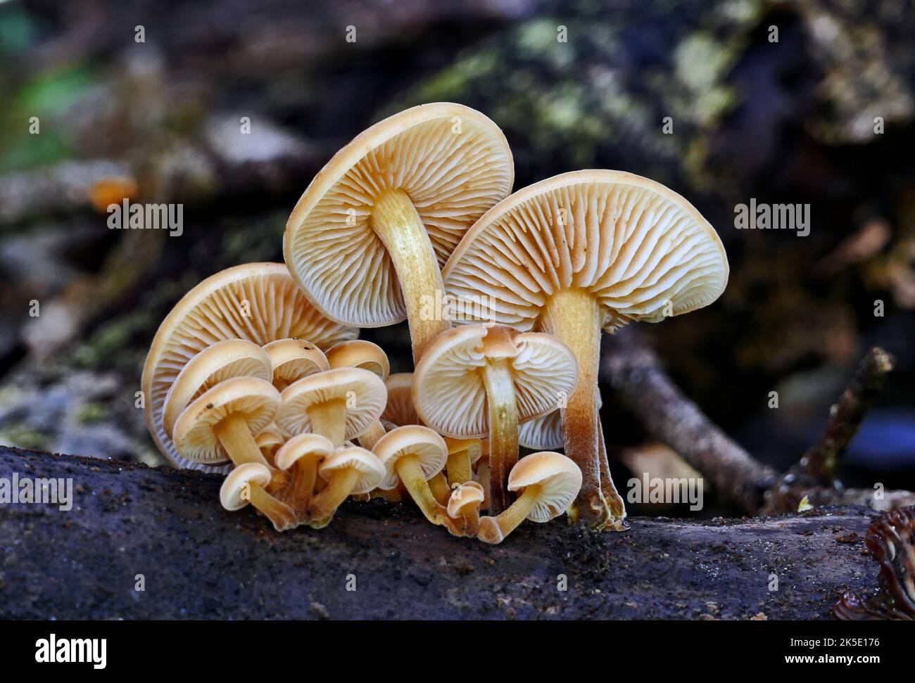 Flammulina sp hi-res stock photography and images - Alamy