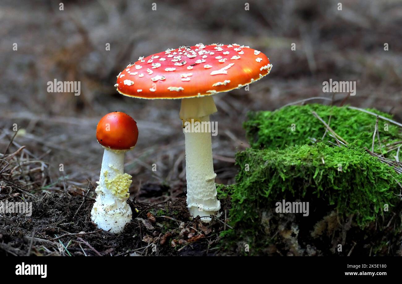 Amanita muscaria, commonly known as the fly agaric or fly amanita, is a ...