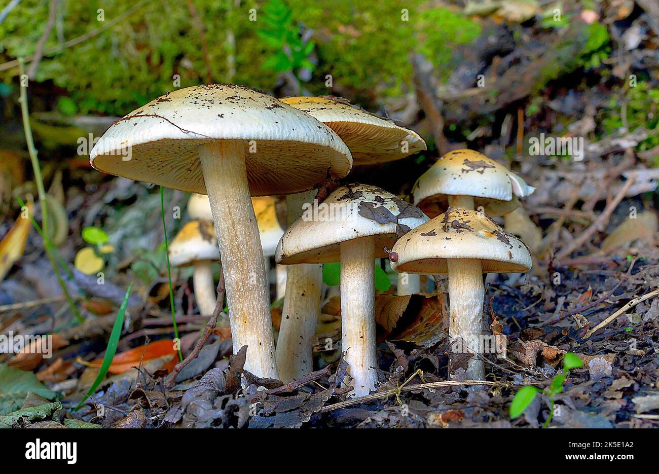Forest floor funghi. Mushrooms, photographed in South Island, New ...