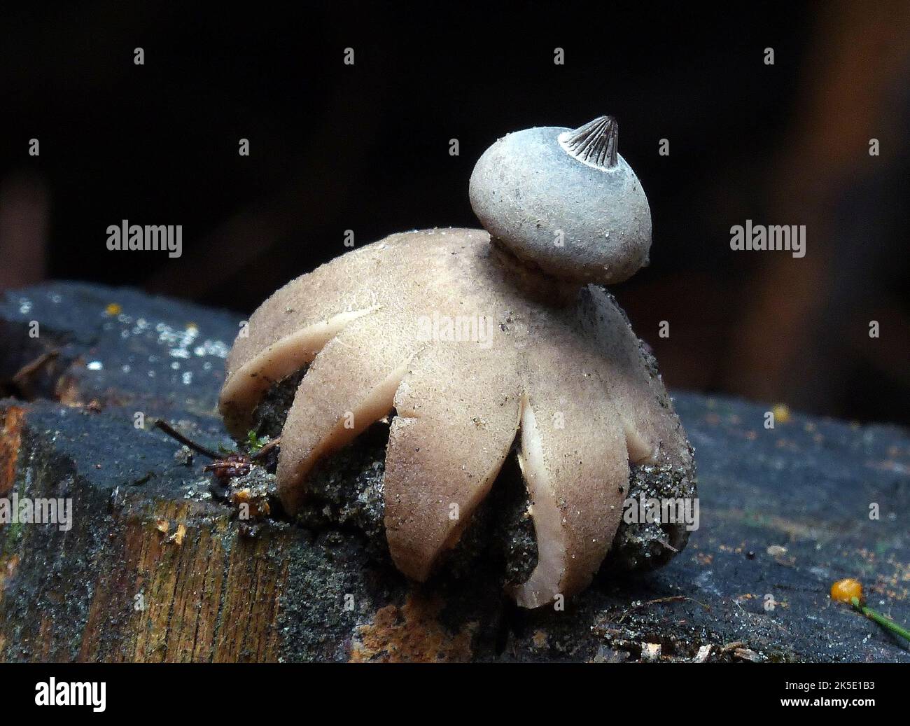 Geastrum spore hi-res stock photography and images - Alamy