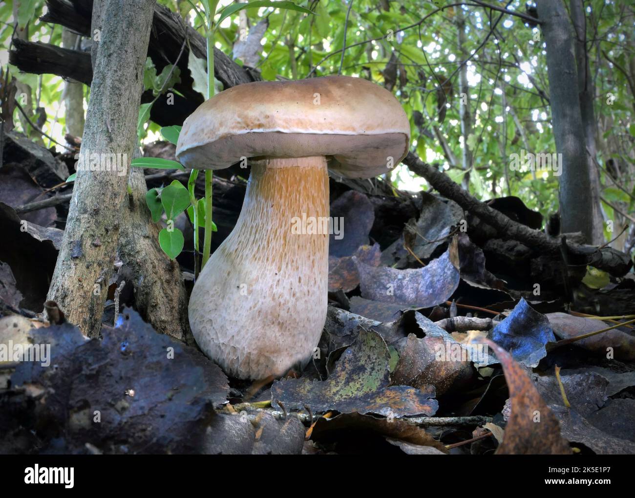 Phylogenetic analysis hi-res stock photography and images - Alamy