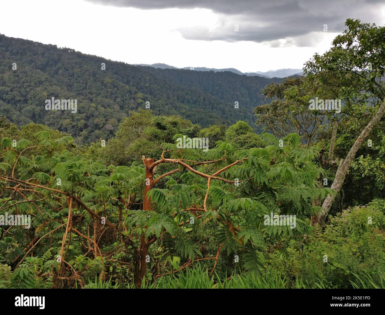 A rain forest in Rwanda, Africa Stock Photo - Alamy