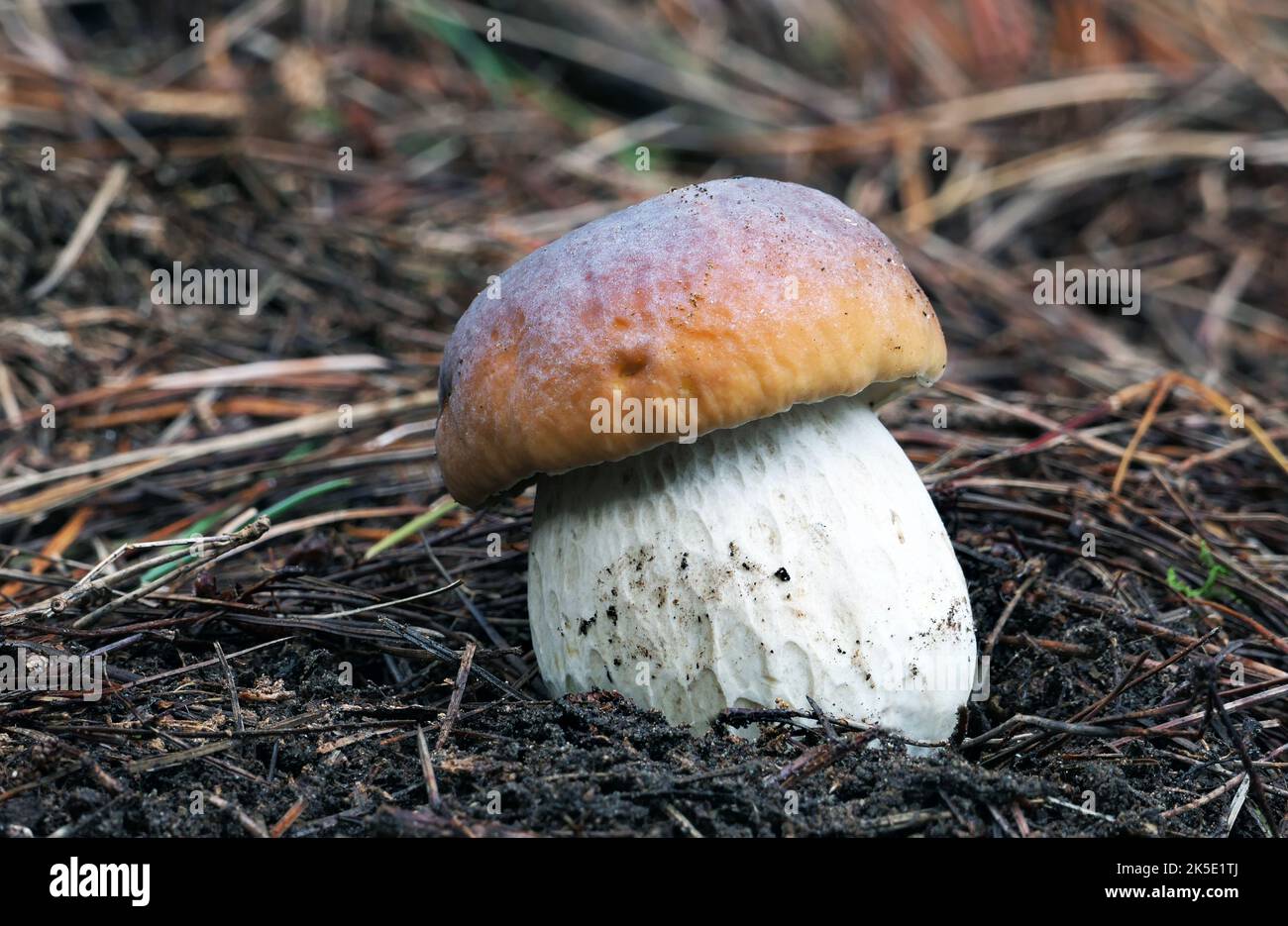 Boletus edulis (cep, penny bun, porcino or porcini) is a basidiomycete ...
