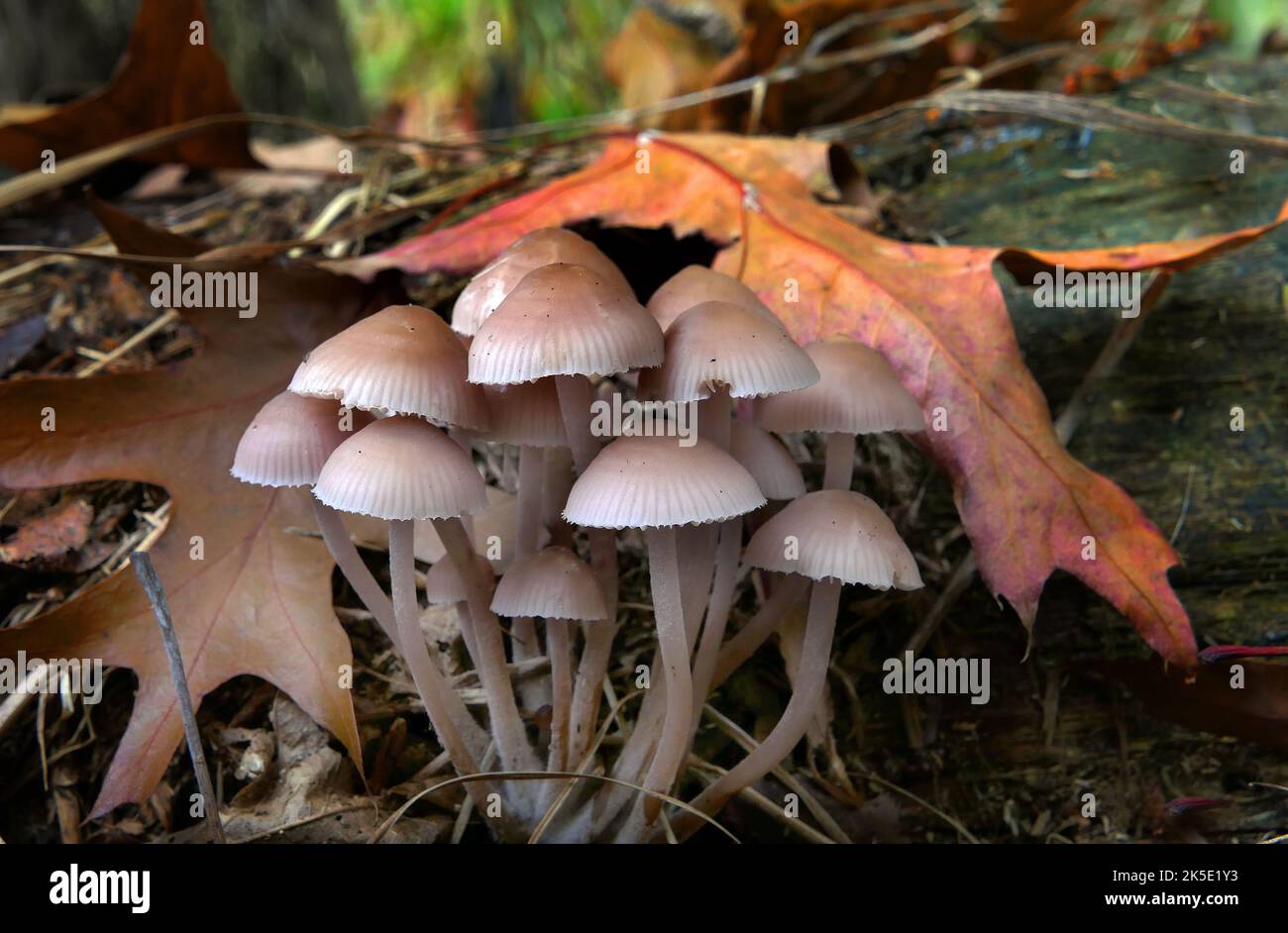 Mushroom spore print hi-res stock photography and images - Alamy