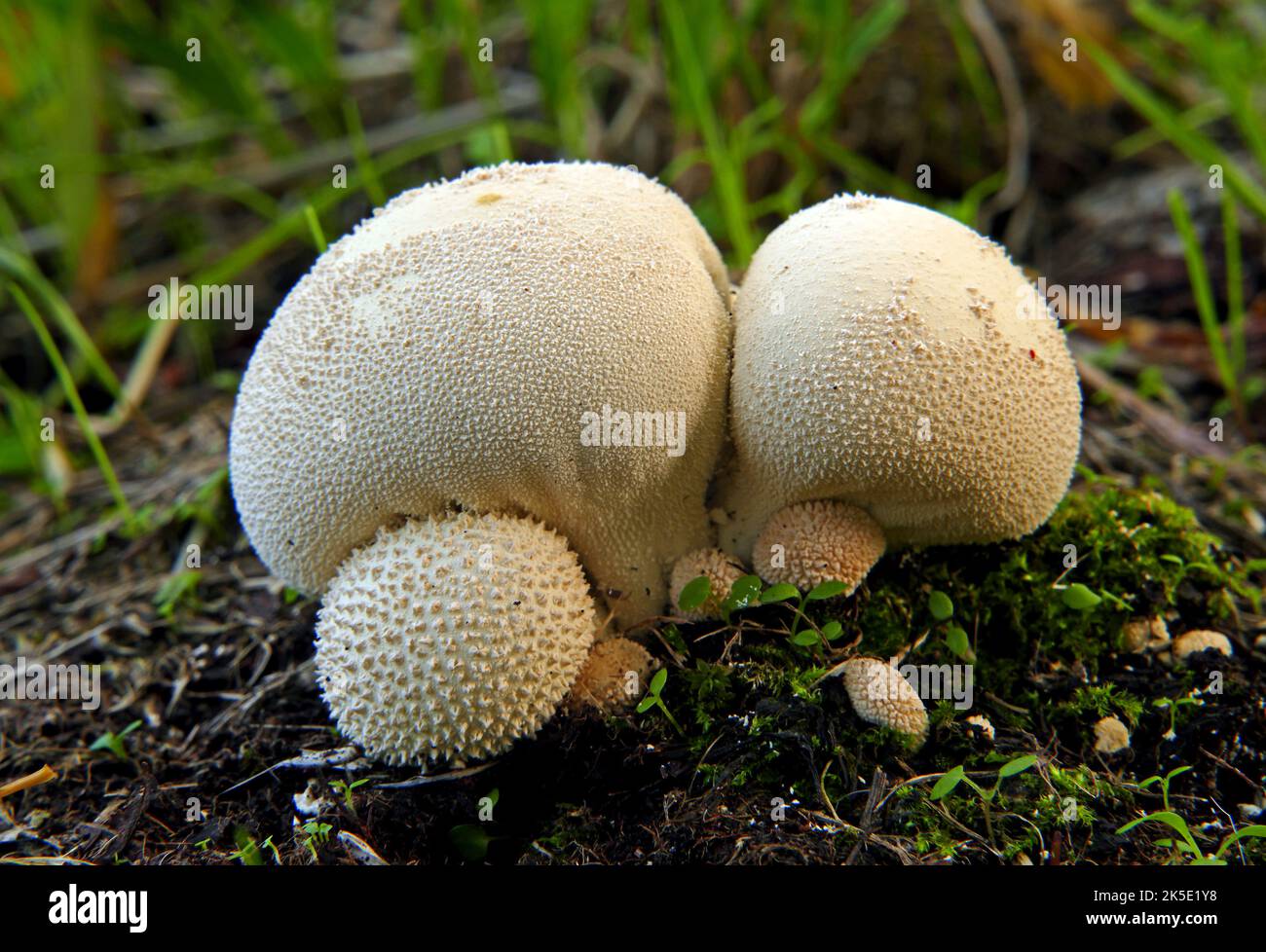 Apioperdon pyriforme commonly known as the pear-shaped puffball or ...